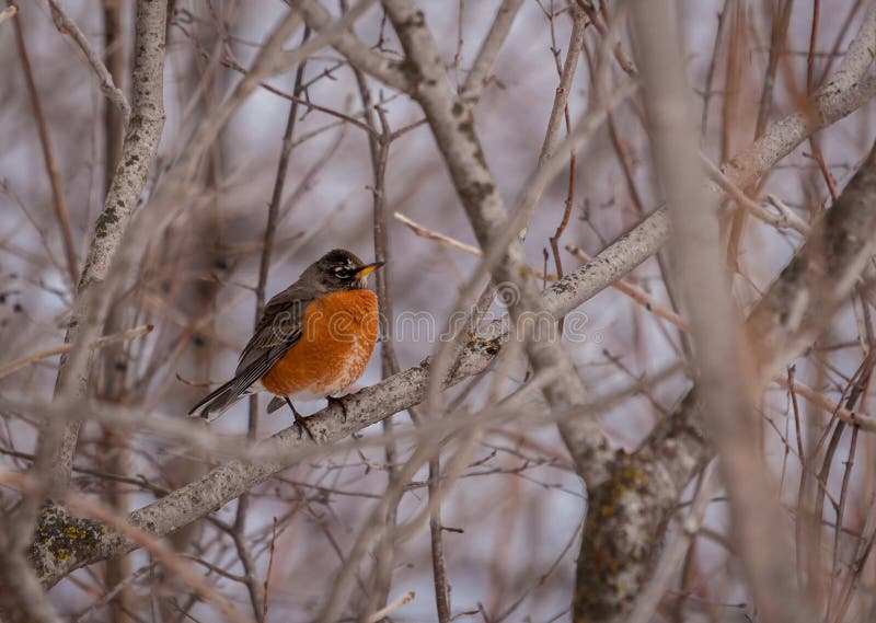 American Robin Resting on a Branch in Winter. Stock Photo - Image of ...