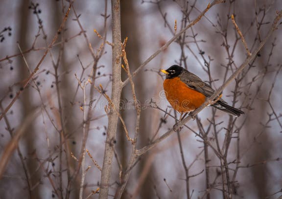 American Robin Resting on a Branch in Winter. Stock Image - Image of ...