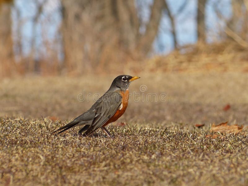 American Robin Pulling a Worm Stock Image - Image of nature, american ...
