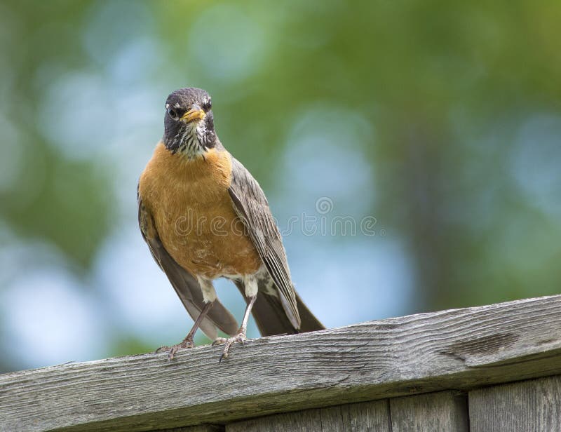 American Robin stock image. Image of focus, beak, bird - 73235133