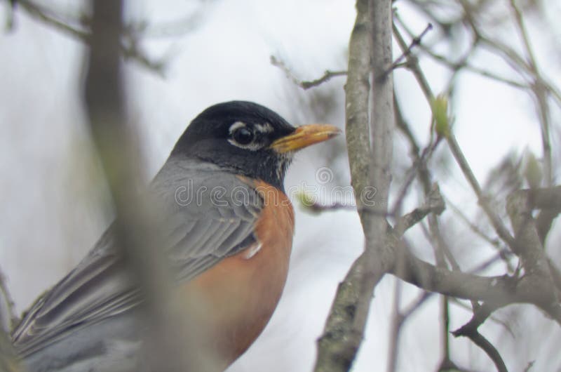 American Robin Sitting in a Tree Stock Photo - Image of orange, robin ...