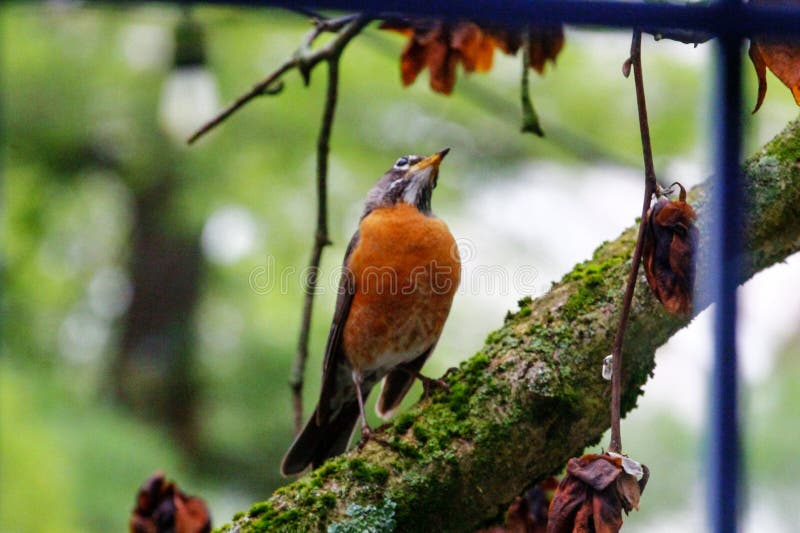 American Robin Sitting on a Tree Branch Stock Photo - Image of ...