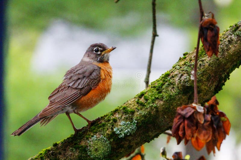 American Robin Sitting on a Tree Branch Stock Photo - Image of orange ...