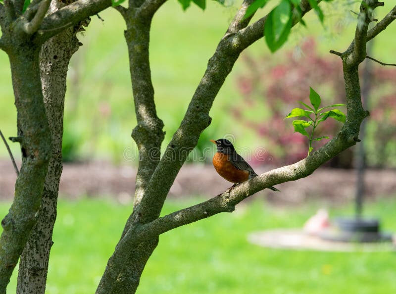 American Robin Sitting on a Tree Branch Stock Image - Image of inside ...