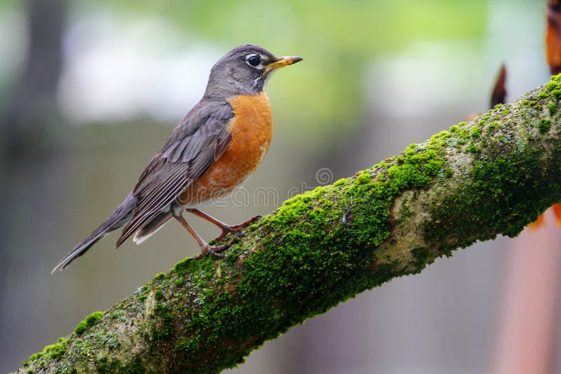 American Robin Sitting on a Tree Branch Stock Photo - Image of feather ...