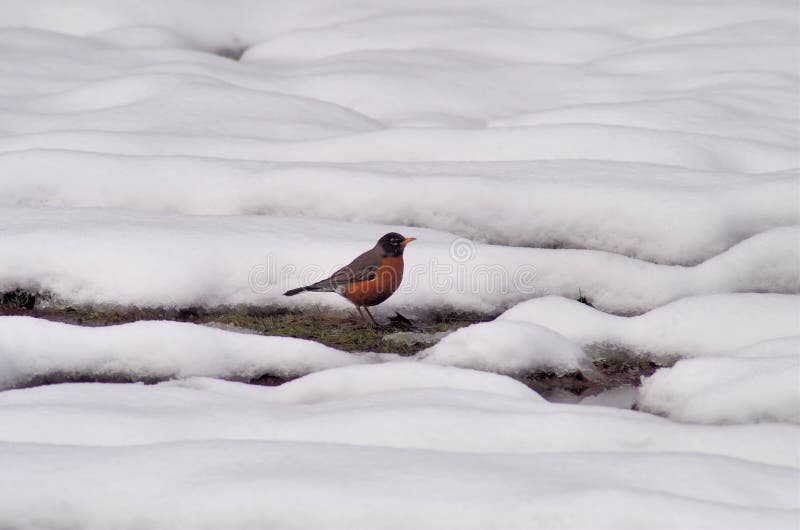 American Robin in the snow stock photo. Image of snow - 51753426