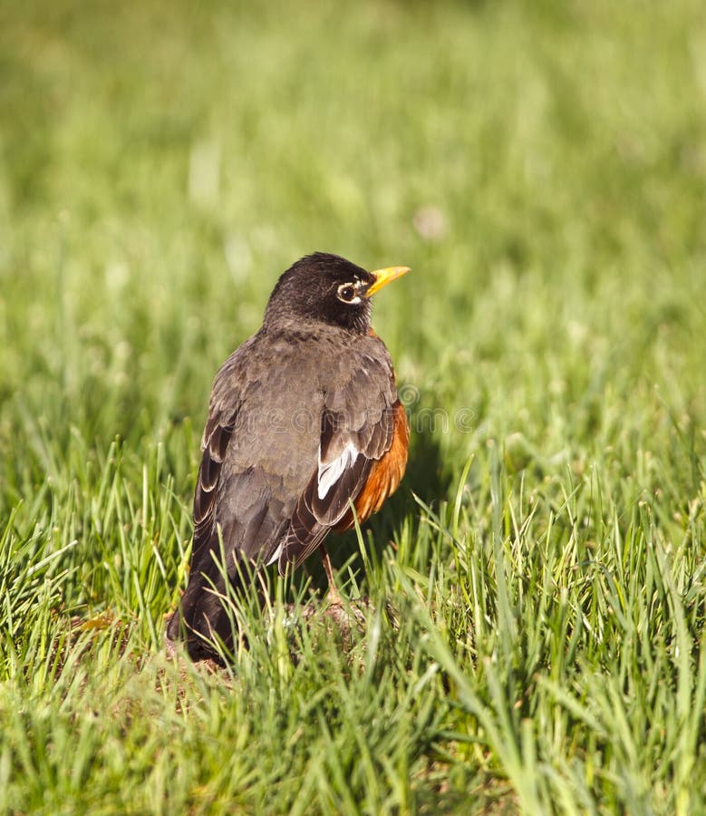 American Robin in the Spring Stock Image - Image of nature, brown: 36411483