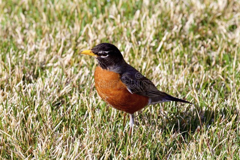 American Robin 846439 stock image. Image of robin, turdidae - 190822229