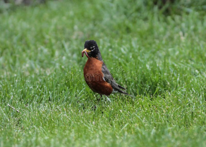 American Robin Standing in Grass with Worm in Mouth Stock Image - Image ...