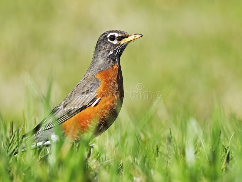 American Robin stock photo. Image of animals, vernal - 90646800