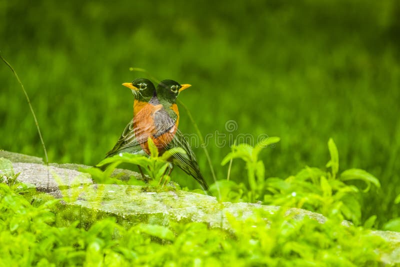 American Robin Standing on Ground with Double Exposure Stock Image ...
