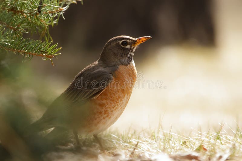 American Robin is Standing on the Ground Under the Tree in Morning ...
