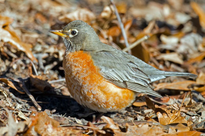 American Robin stock image. Image of redbreast, robin - 50721839