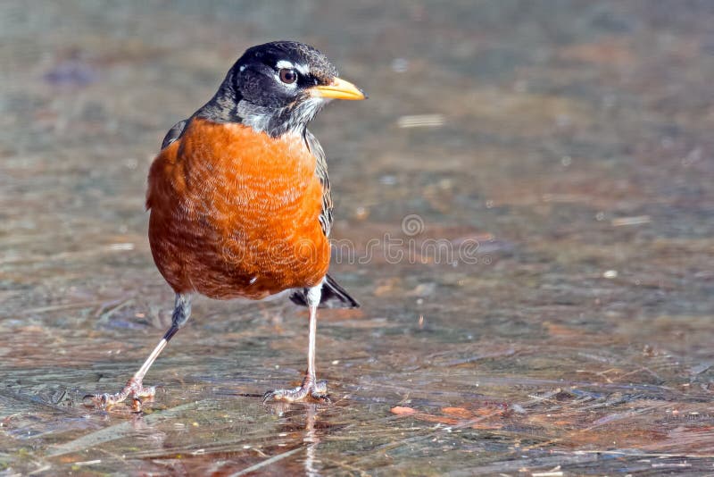 American Robin stock image. Image of migratory, ground - 37970377