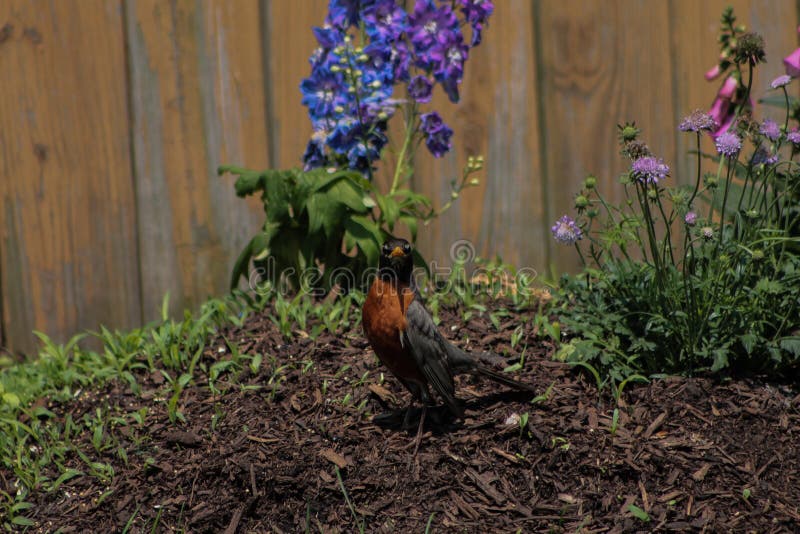 American Robin Standing in Mulch Stock Image - Image of environment ...