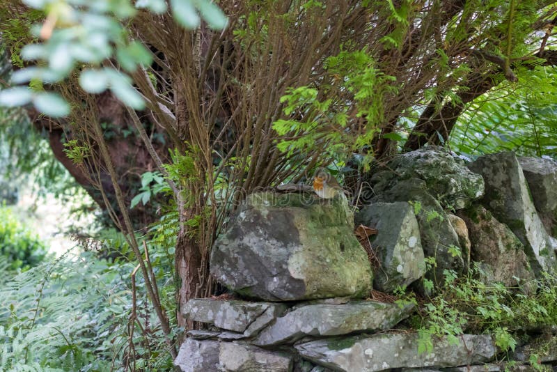 American Robin on the Stone Under a Tree Stock Photo - Image of animal ...