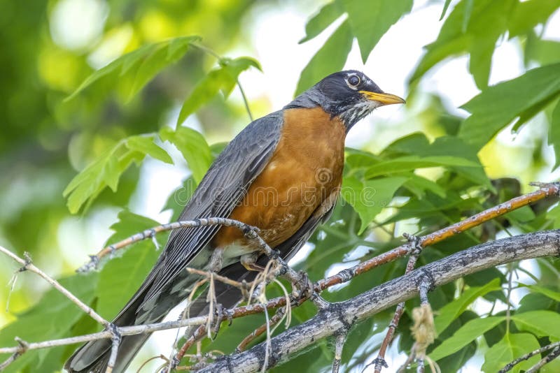 An American Robin on a Tree during Spring Stock Image - Image of mouth ...
