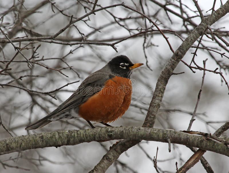 American Robin in a Tree stock image. Image of robin - 73351851