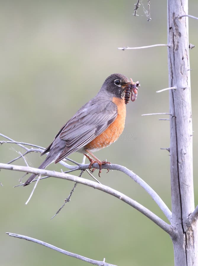 American Robin with Worm stock image. Image of beak - 238808047
