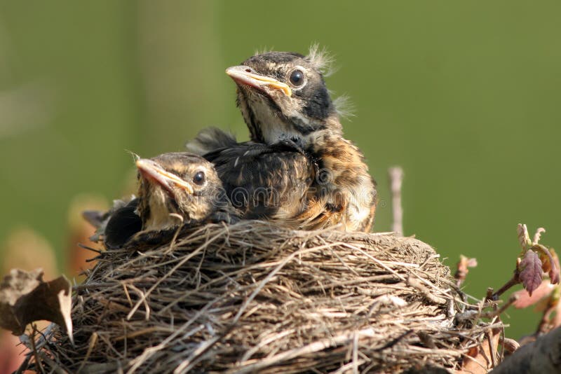 American Robin Sitting on a Nest. Stock Image - Image of perched ...