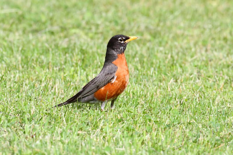 American Robin (Turdus Migratorius) Stock Photo - Image of animal ...