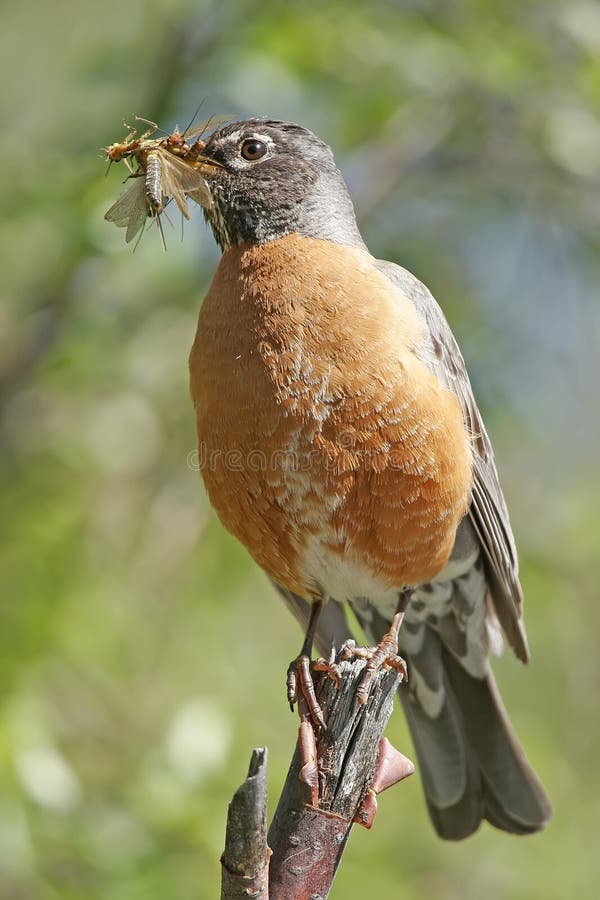 American Robin (Turdus Migratorius) Stock Image - Image of bird, tree ...