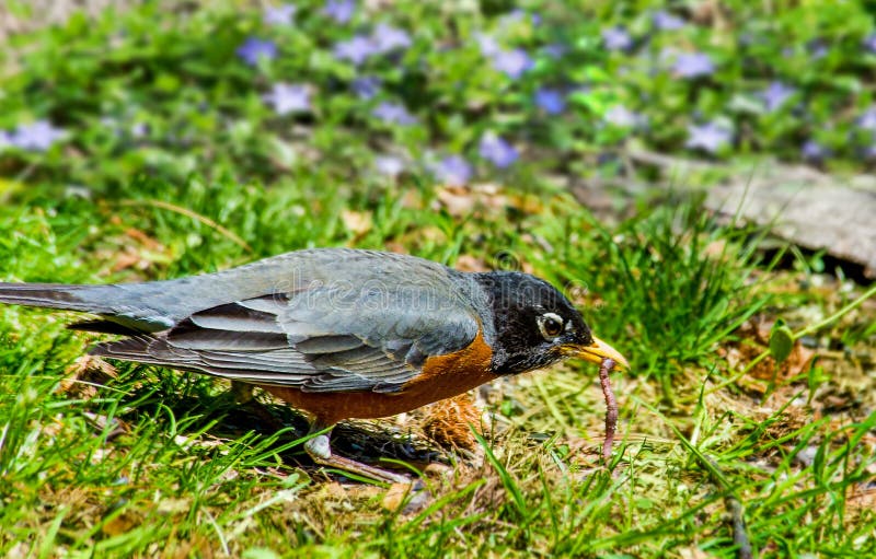 186 Bird Catching Worm Stock Photos - Free & Royalty-Free Stock Photos ...