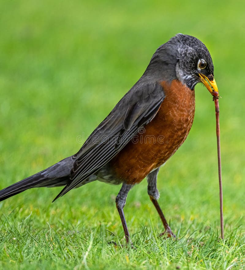 American Robin Hunting for Earthworms Stock Photo - Image of hunting ...