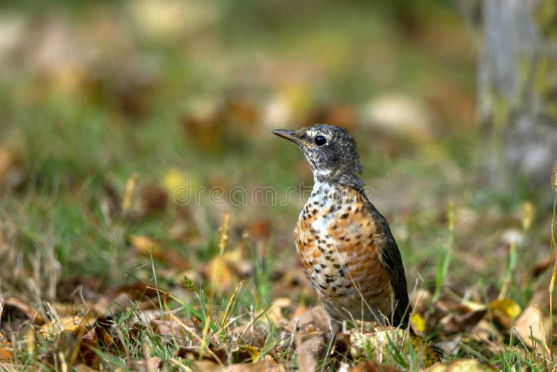 Robin in Autumn stock photo. Image of tree, london, branch - 81326234