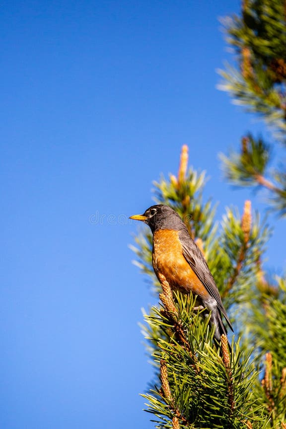 American Robin Turdus Migratorius Perched in a Pine Tree with Copy ...