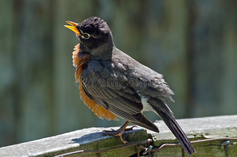 American Robin stock image. Image of avian, detailed - 56248313