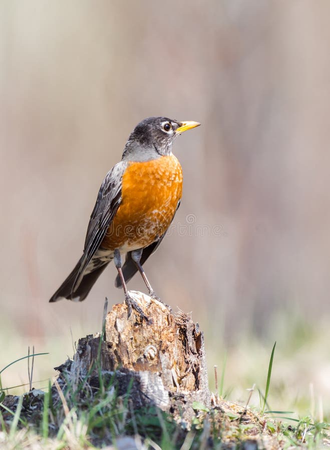 American Robin - Turdus Migratorius on Tree Stump Stock Photo - Image ...
