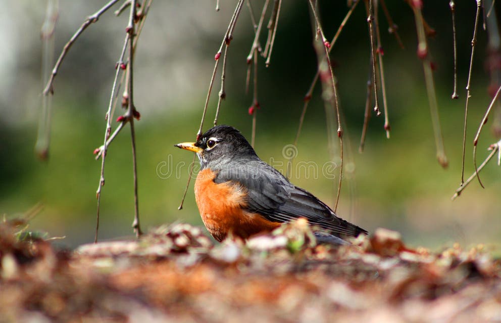 American Robin Under Cherry Tree Stock Photo - Image of scenic ...