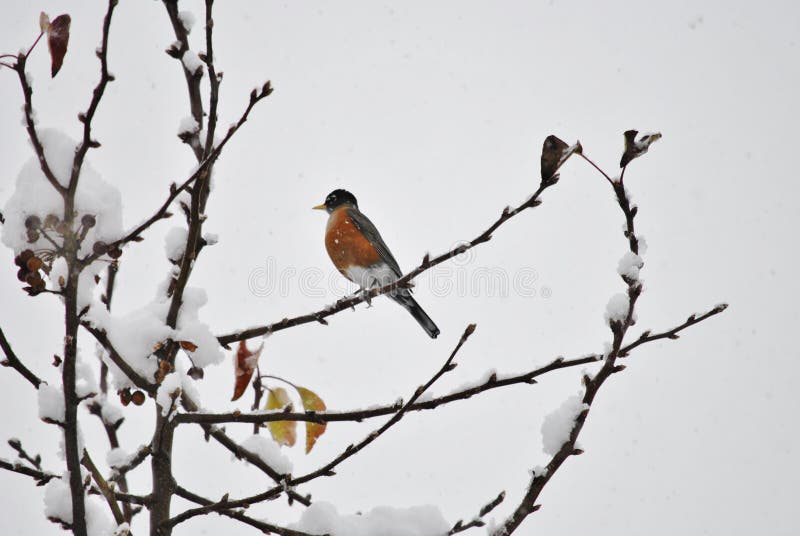 American robin in flight stock photo. Image of wings - 47524544