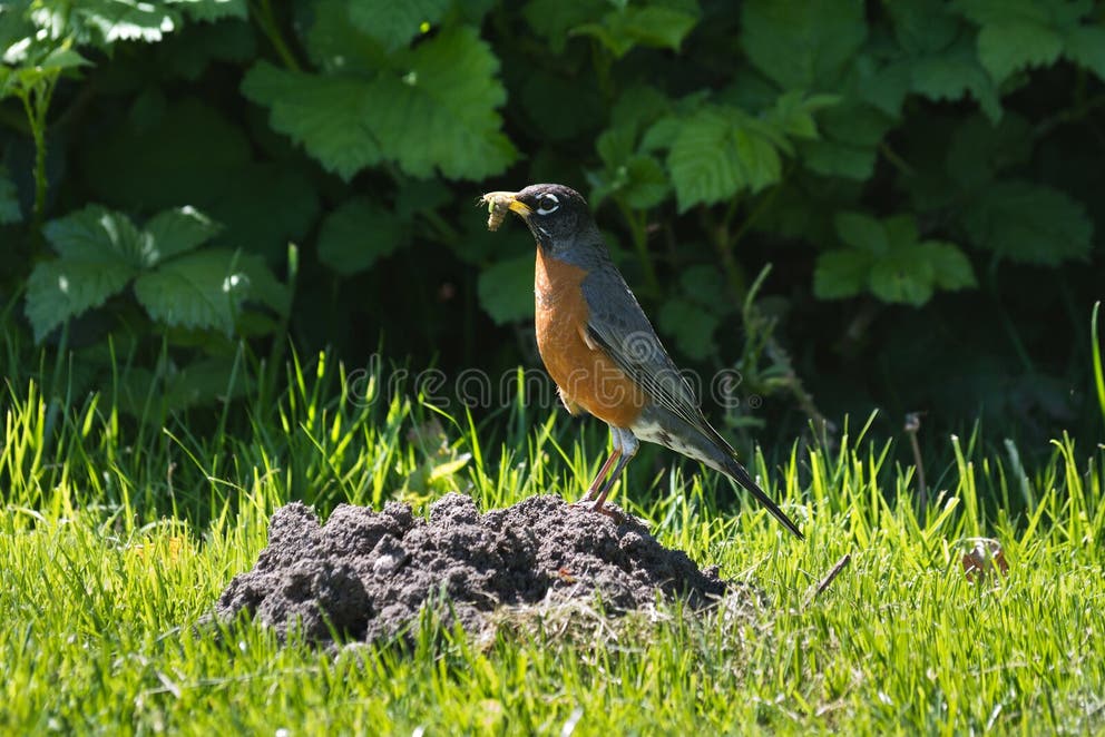 American Robin with Worm stock photo. Image of bird, green - 24845396