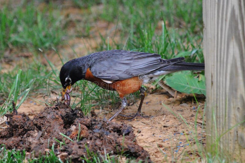 American Robin with worms stock image. Image of clutch - 42282991