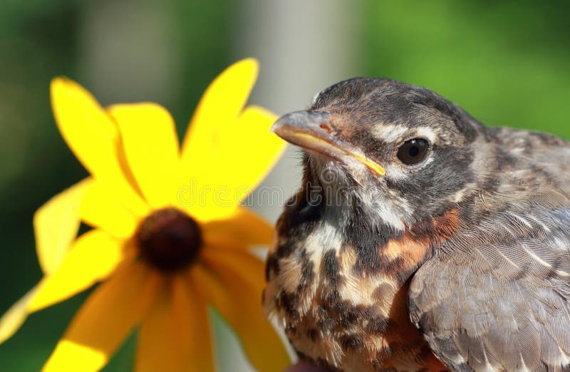 American robin stock image. Image of robin, american - 42977433