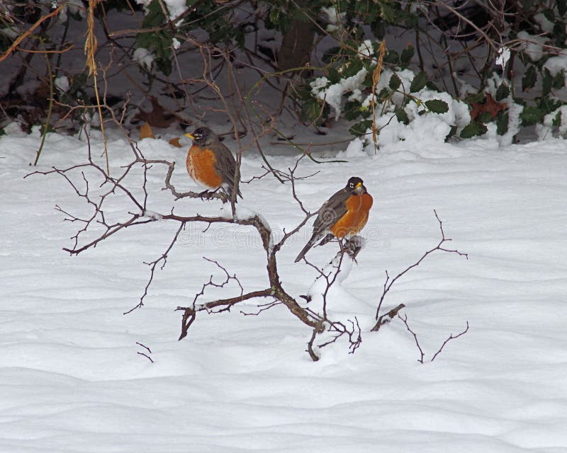 American Robins in the Snow Stock Image - Image of winter, thrush: 51753595