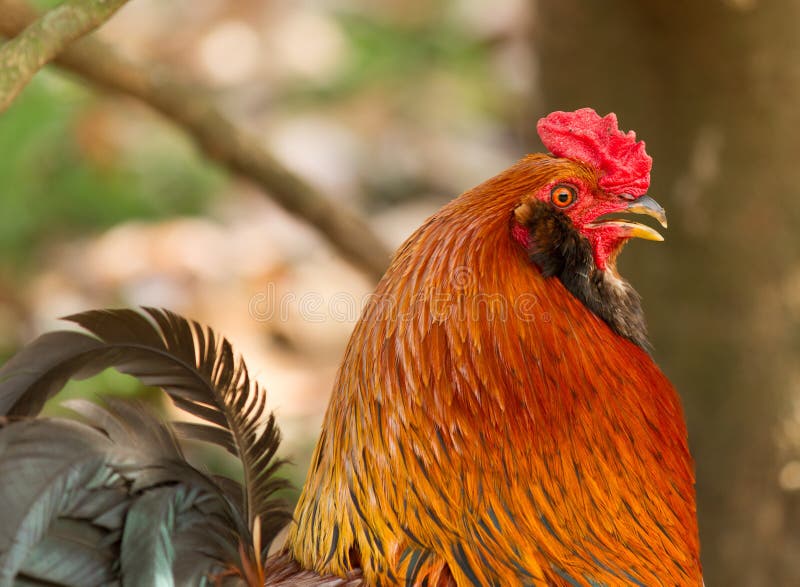 American Rooster in Profile Stock Photo - Image of feathers, backyard ...