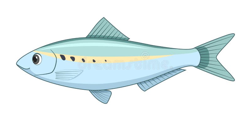 American Shad Stock Illustrations – 31 American Shad Stock ...