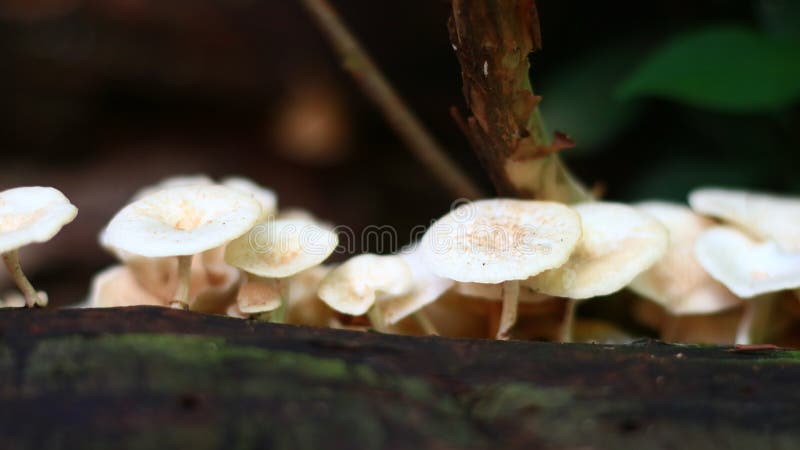 Raphanica Stock Photos - Free & Royalty-Free Stock Photos from Dreamstime