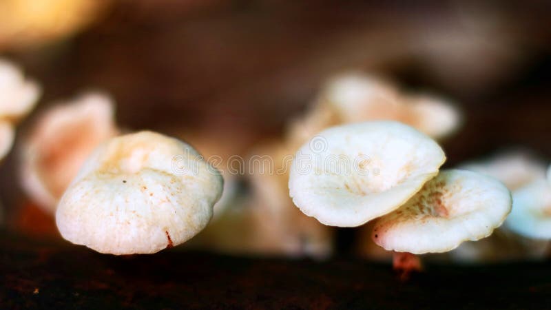 American shitake stock image. Image of taxonomy, american - 391339059