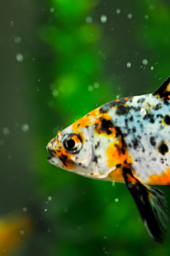 American Shubunkin Close Up Stock Image - Image of animal, swim: 22453655