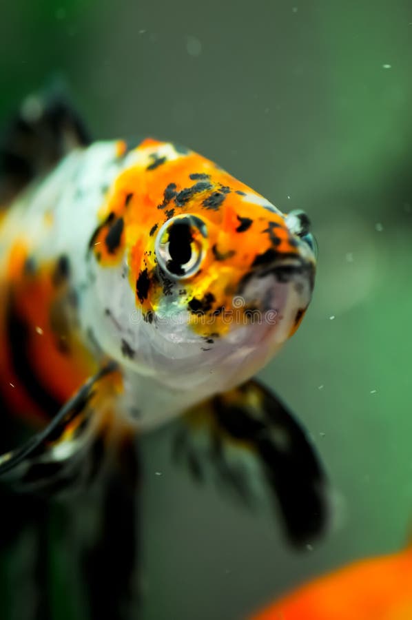 American Shubunkin Close Up in an Aquarium Stock Image - Image of ...