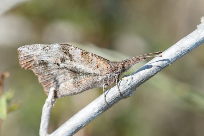 American Snout Butterfly on Flower, Arizona Stock Image - Image of ...