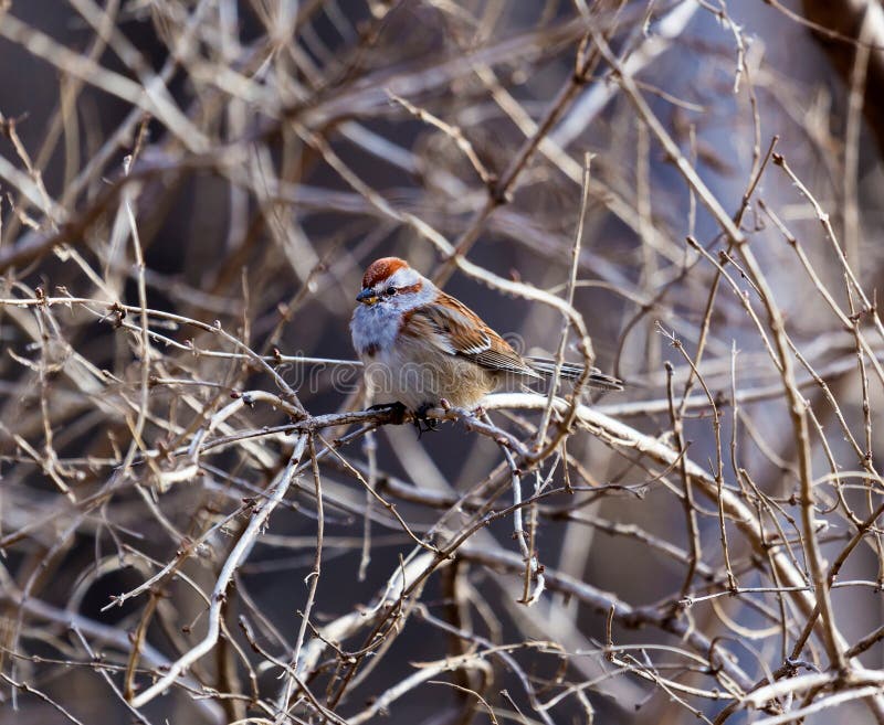 196 American Sparrows Stock Photos - Free & Royalty-Free Stock Photos ...