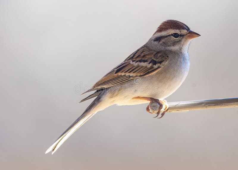 American Sparrow Perched stock image. Image of wildlife - 267444097