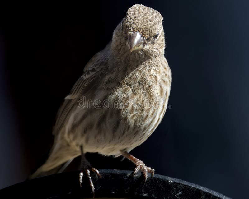 American Sparrow Perched stock photo. Image of sparrow - 270221770