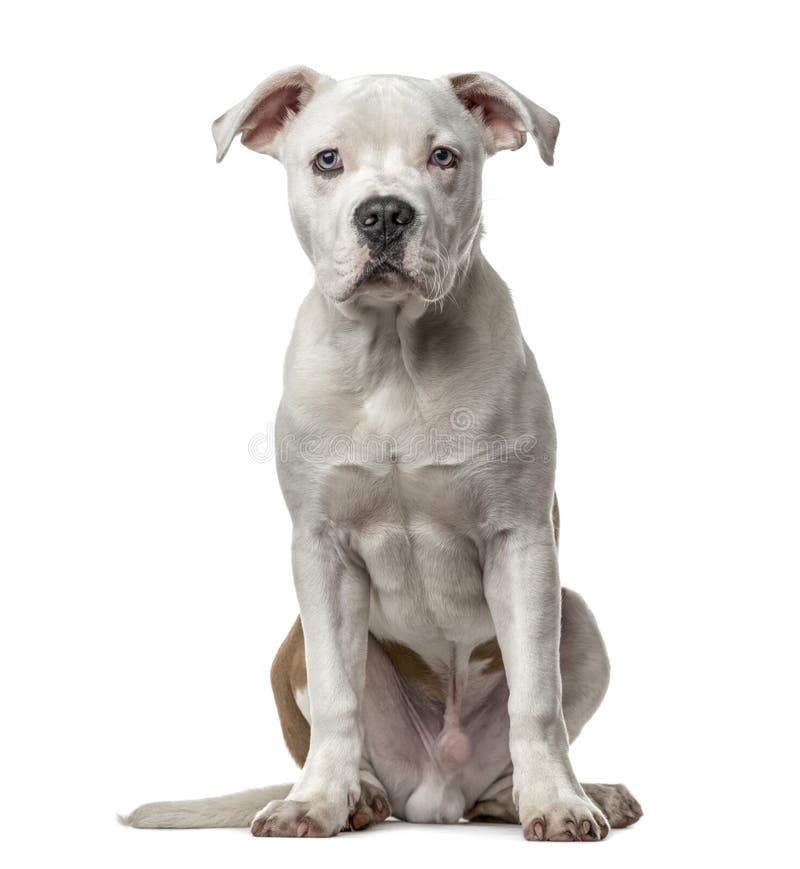 American Staff Sitting, Isolated Stock Image - Image of isolated ...