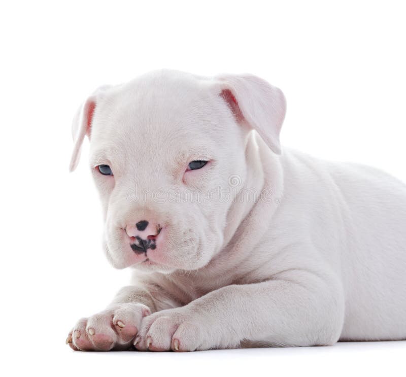 American Staffordshire Terrier Stock Image - Image of white, puppy ...